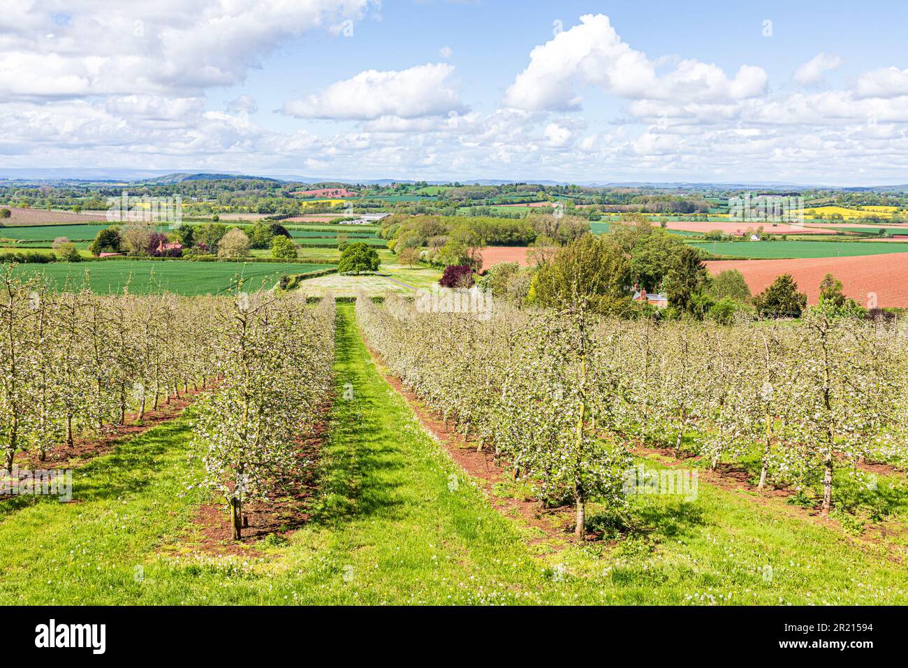 A modern apple orchard in blossom near Castle Frome in the Frome Valley ...