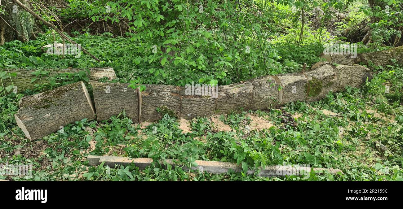 Axed tree hi-res stock photography and images - Alamy