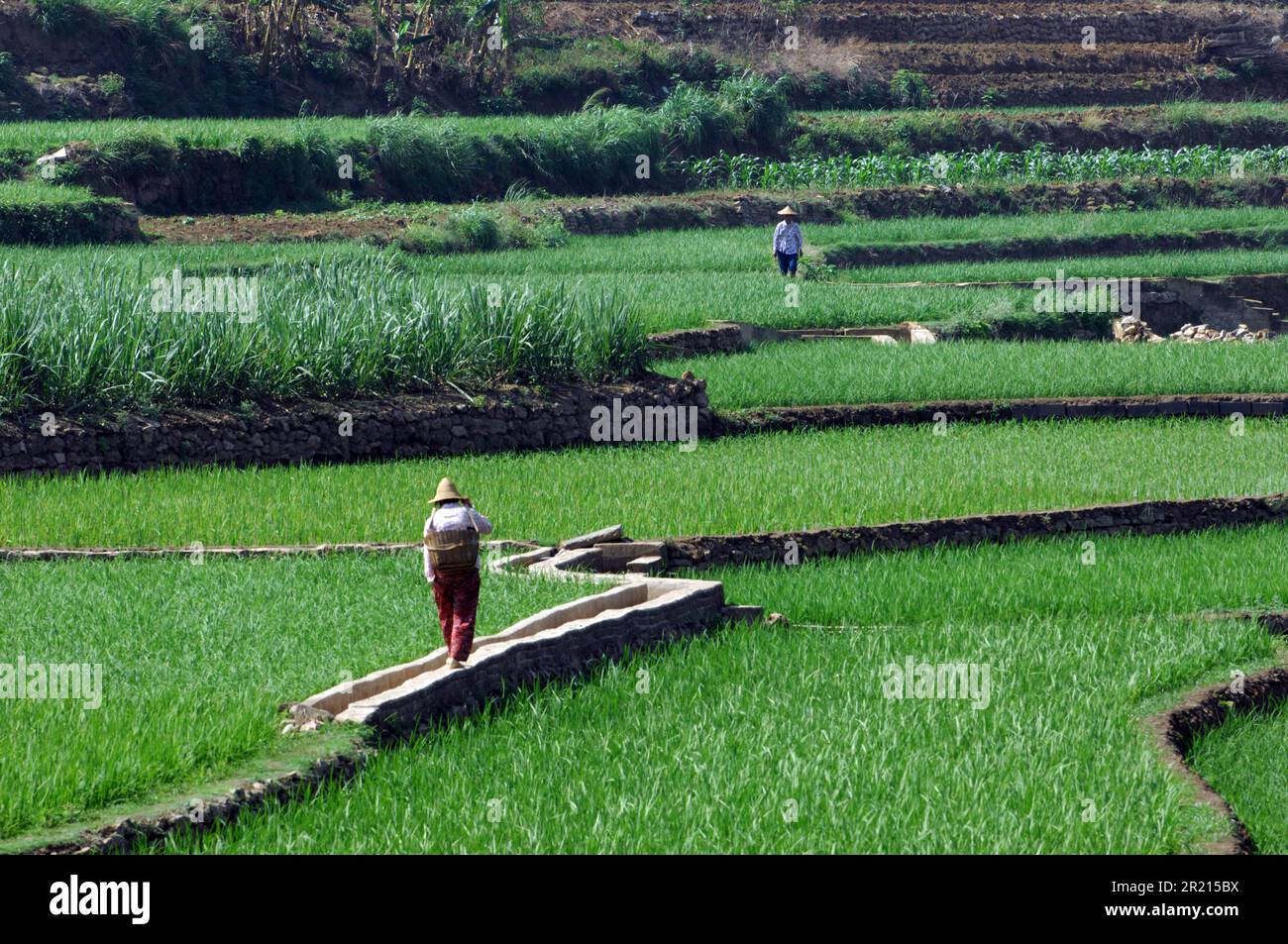Peasants farming in paddy fields on the outskirts of Kaiyuan, Yunnan ...