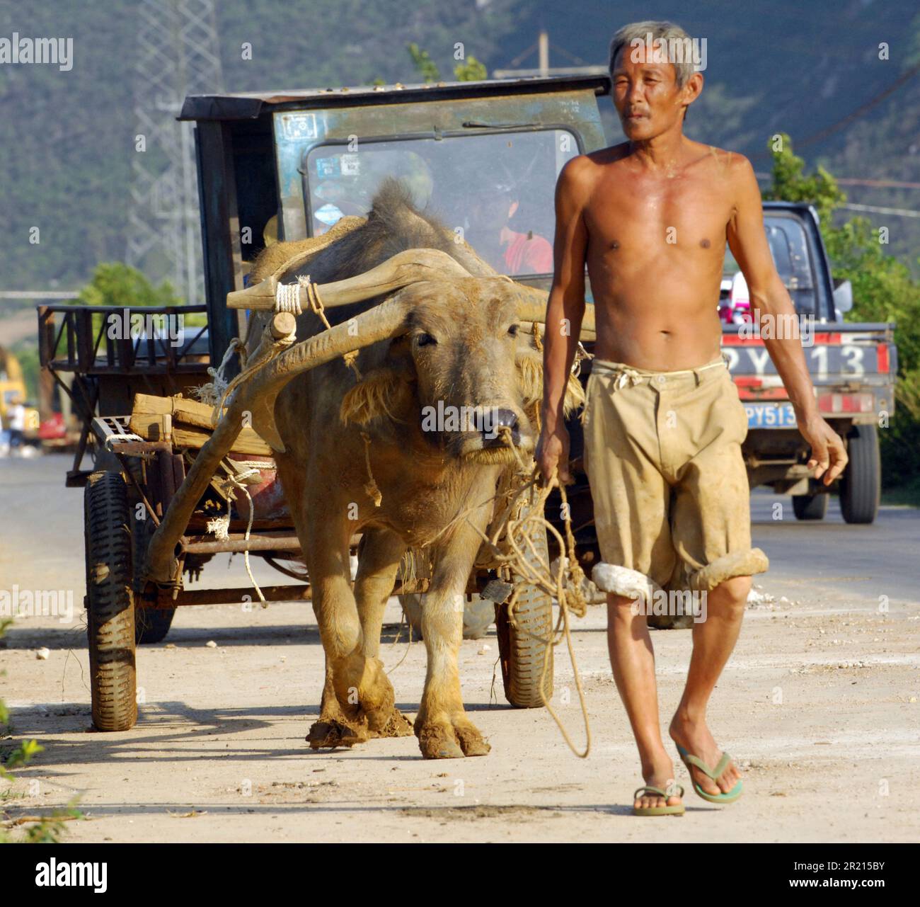 Chinese farmer cow hi-res stock photography and images - Alamy