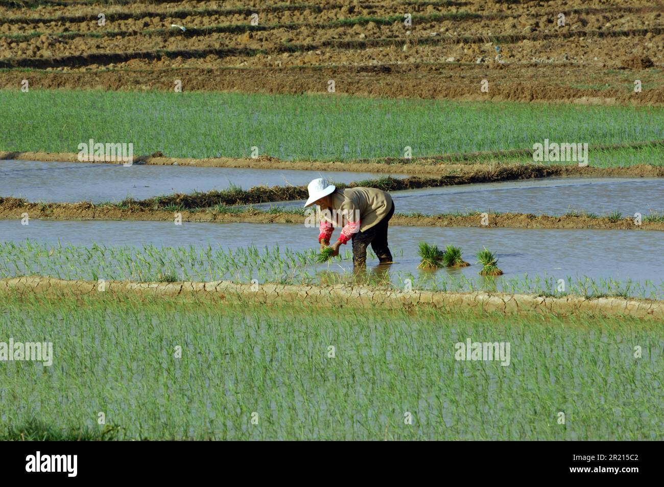 Peasants farming in paddy fields on the outskirts of Kaiyuan, Yunnan ...