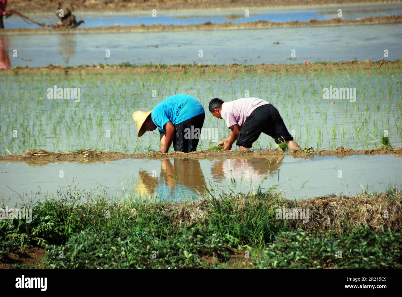 Peasants farming in paddy fields on the outskirts of Kaiyuan, Yunnan ...