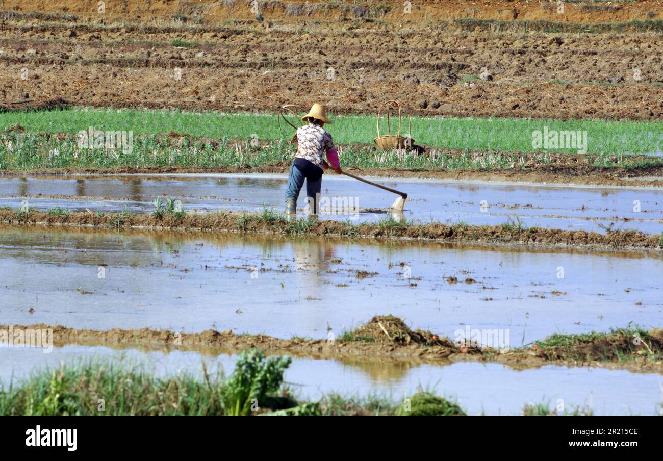 Peasants farming in paddy fields on the outskirts of Kaiyuan, Yunnan ...