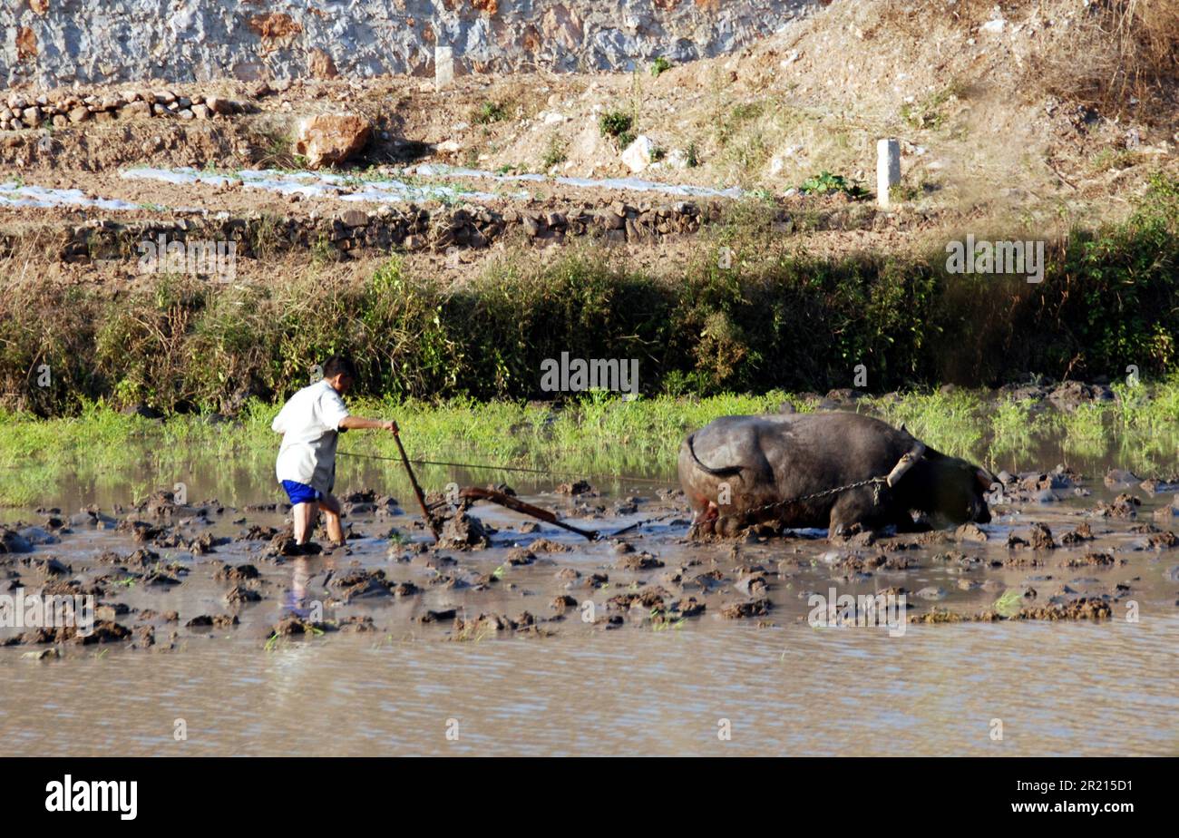 Ox ploughing china hi-res stock photography and images - Alamy