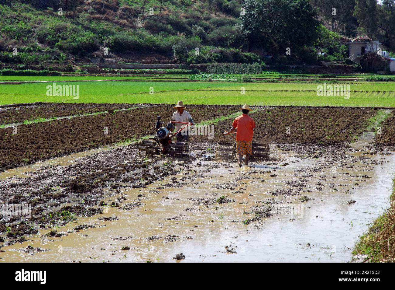 Peasants farming in paddy fields on the outskirts of Kaiyuan, Yunnan ...