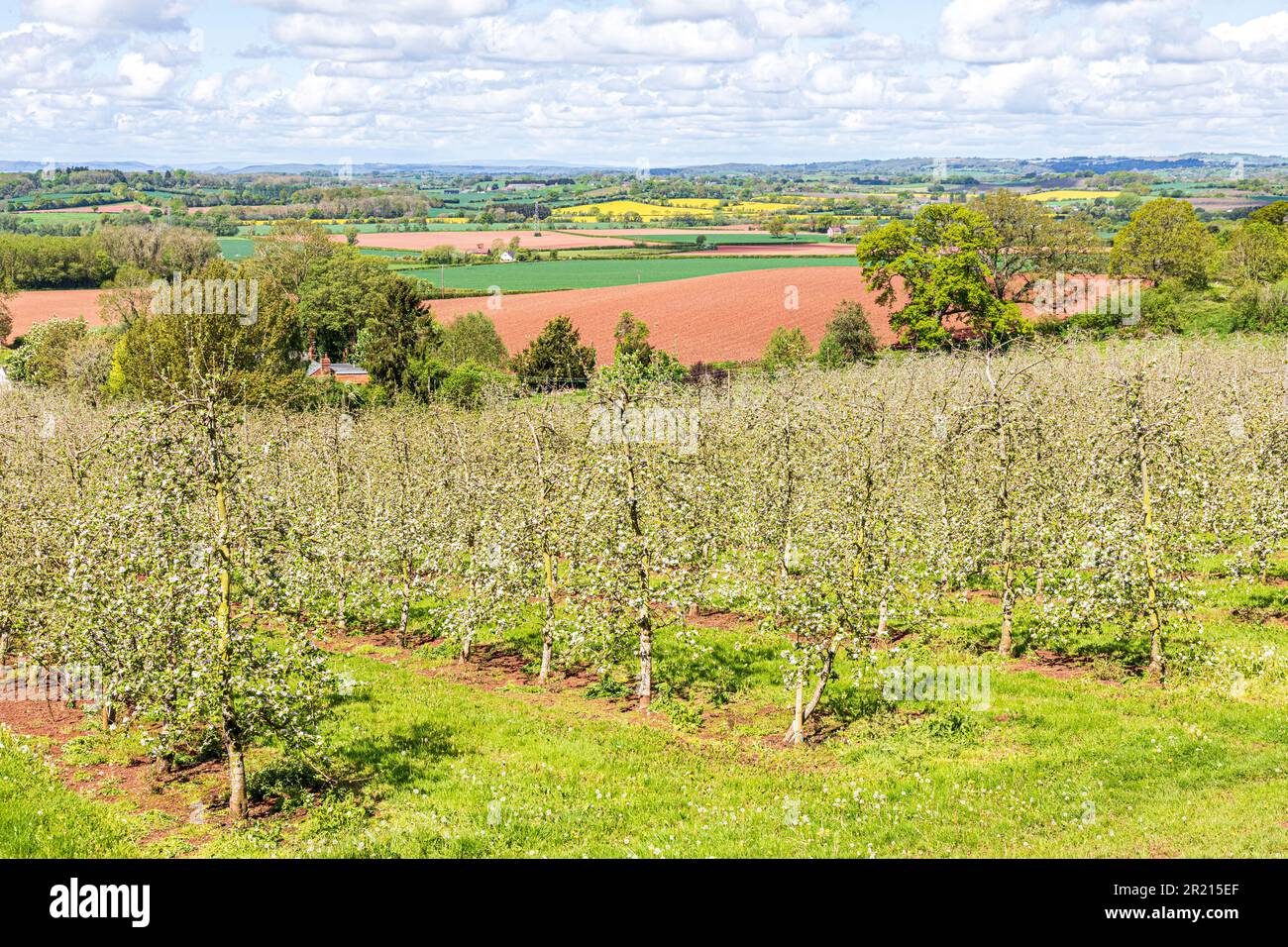 A modern apple orchard in blossom near Castle Frome in the Frome Valley ...