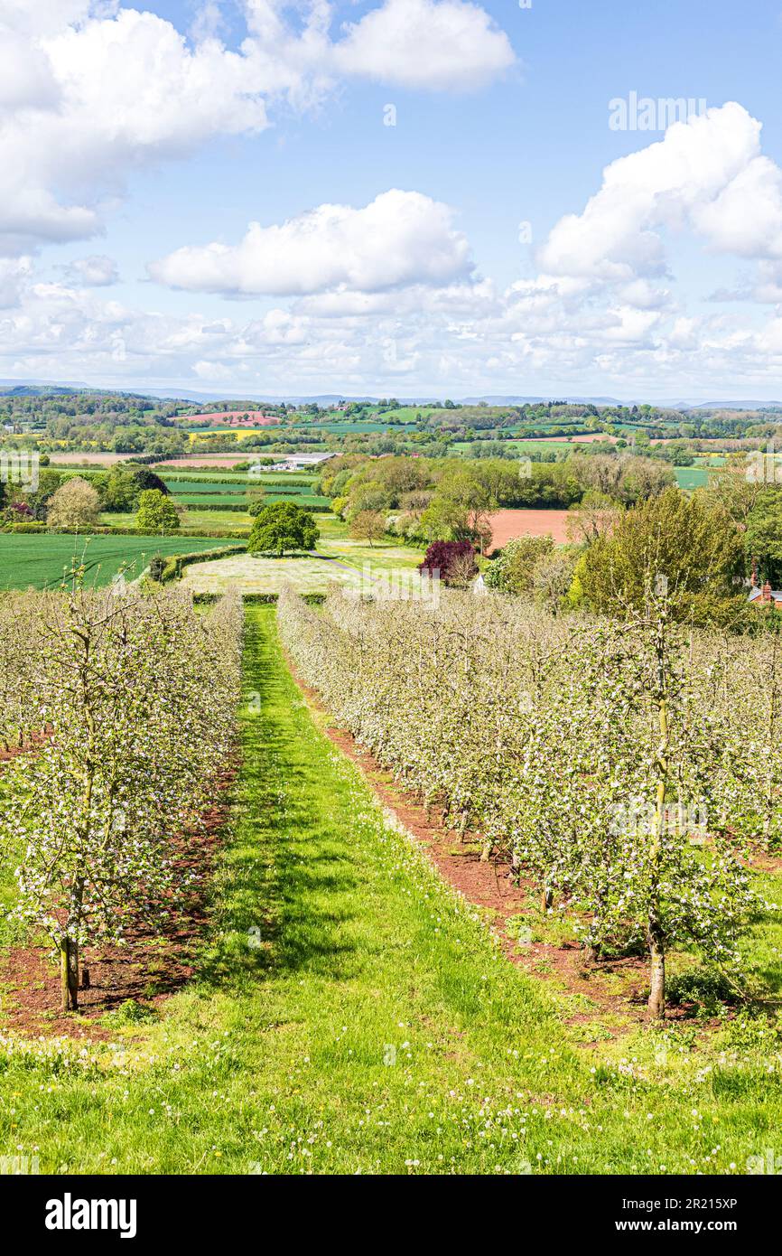 A modern apple orchard in blossom near Castle Frome in the Frome Valley ...