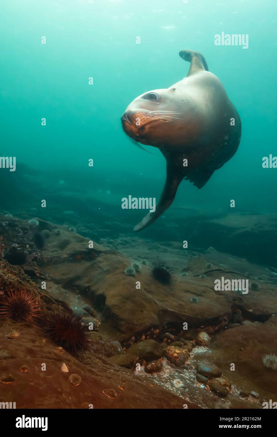Sea Lion Swimming Underwater in the Pacific Ocean on the West Coast ...