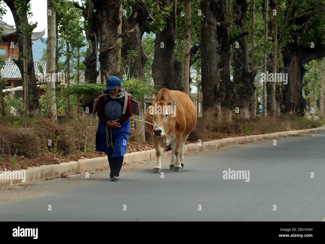 A peasant walks his cow along the streets near Lijiang, Yunnan, China ...
