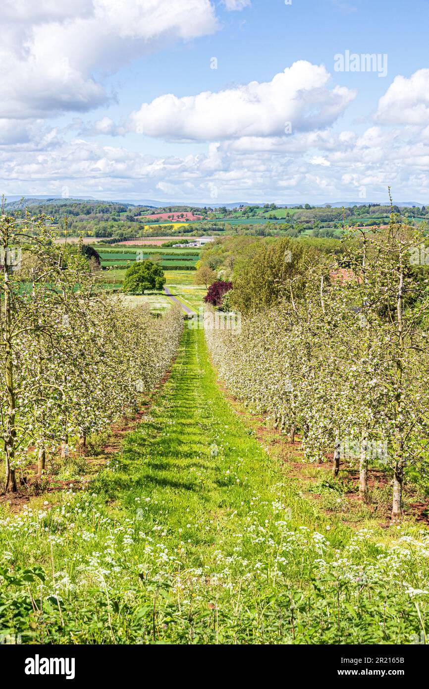 A modern apple orchard in blossom near Castle Frome in the Frome Valley ...