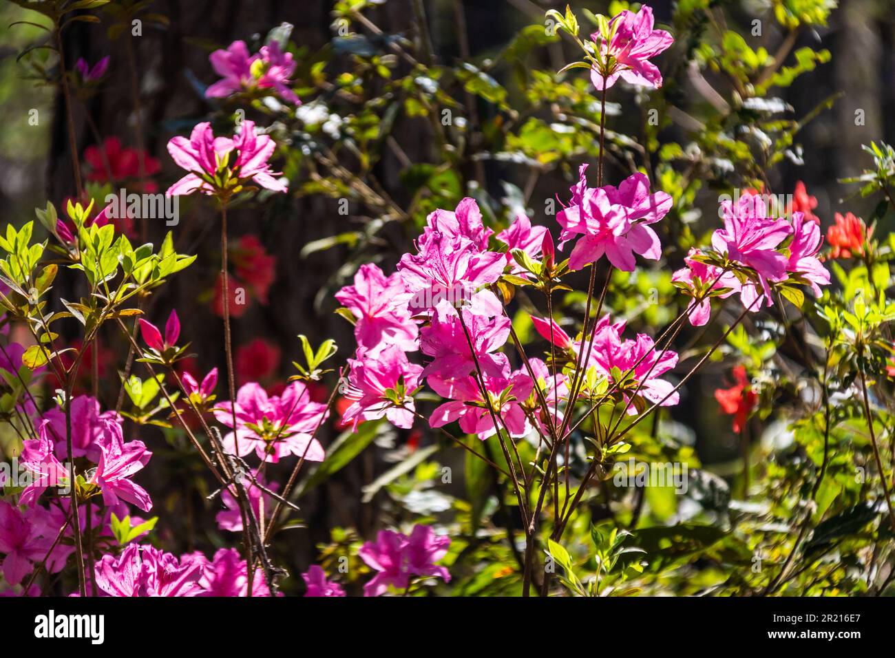 Gable azalea rhododendron hi-res stock photography and images - Alamy