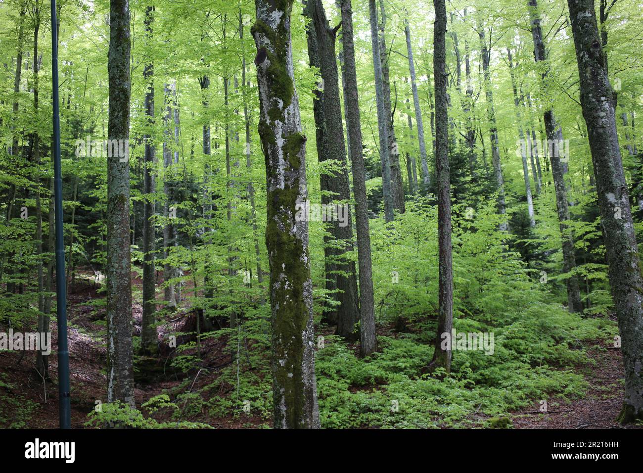Forest of fagus in italy hi-res stock photography and images - Alamy