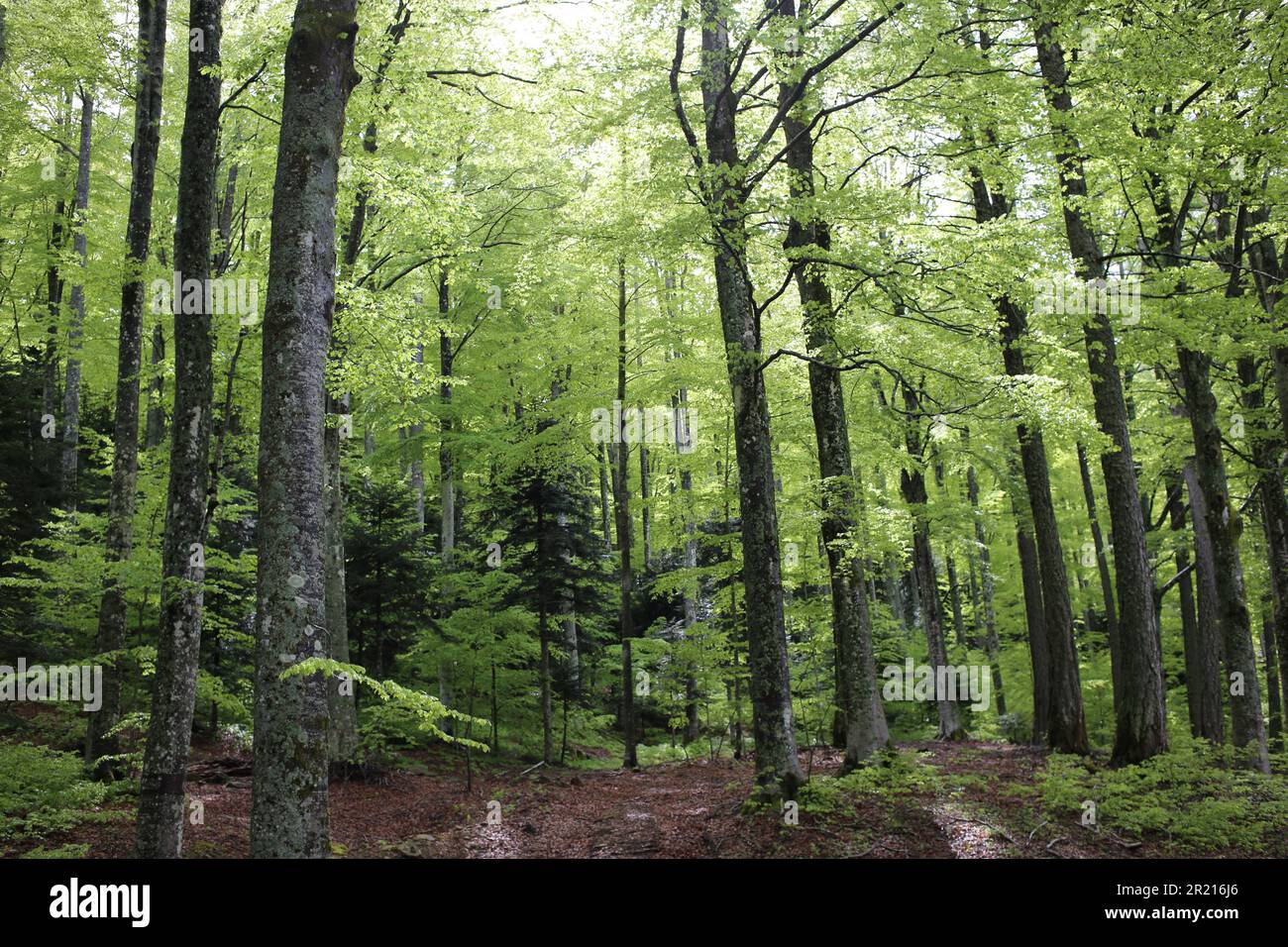 Forest of Fagus sylvatica L. (Loc. Abetone Stock Photo - Alamy