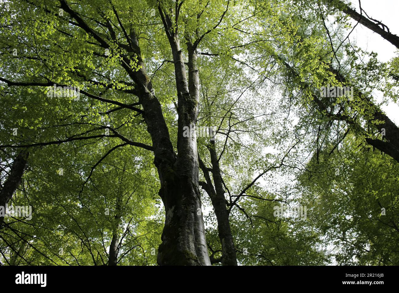 Forest of fagus in italy hi-res stock photography and images - Alamy