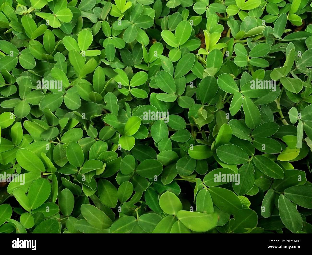 Forage ecosystem hi-res stock photography and images - Alamy
