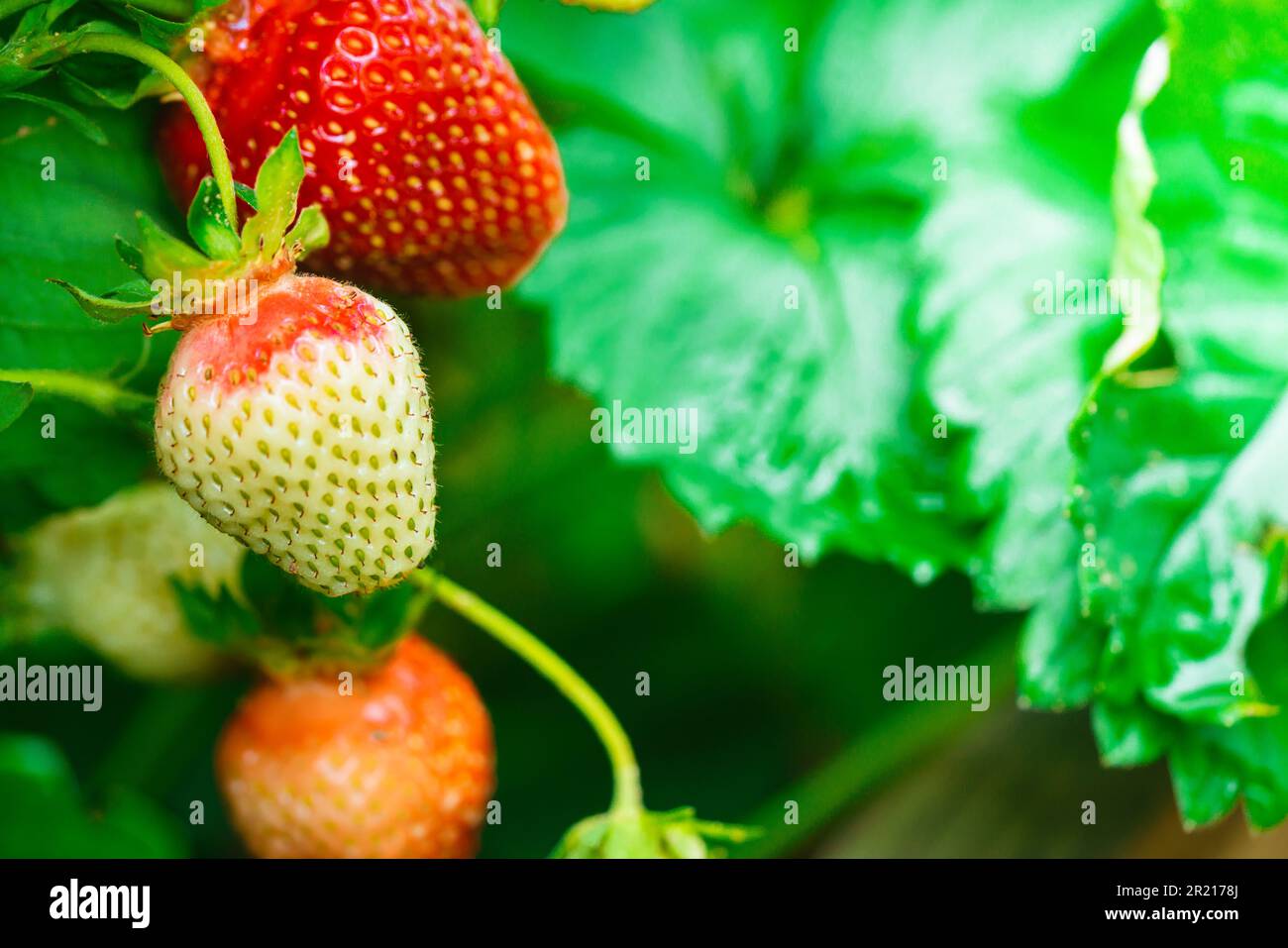 fresh ripe strawberry Stock Photo - Alamy