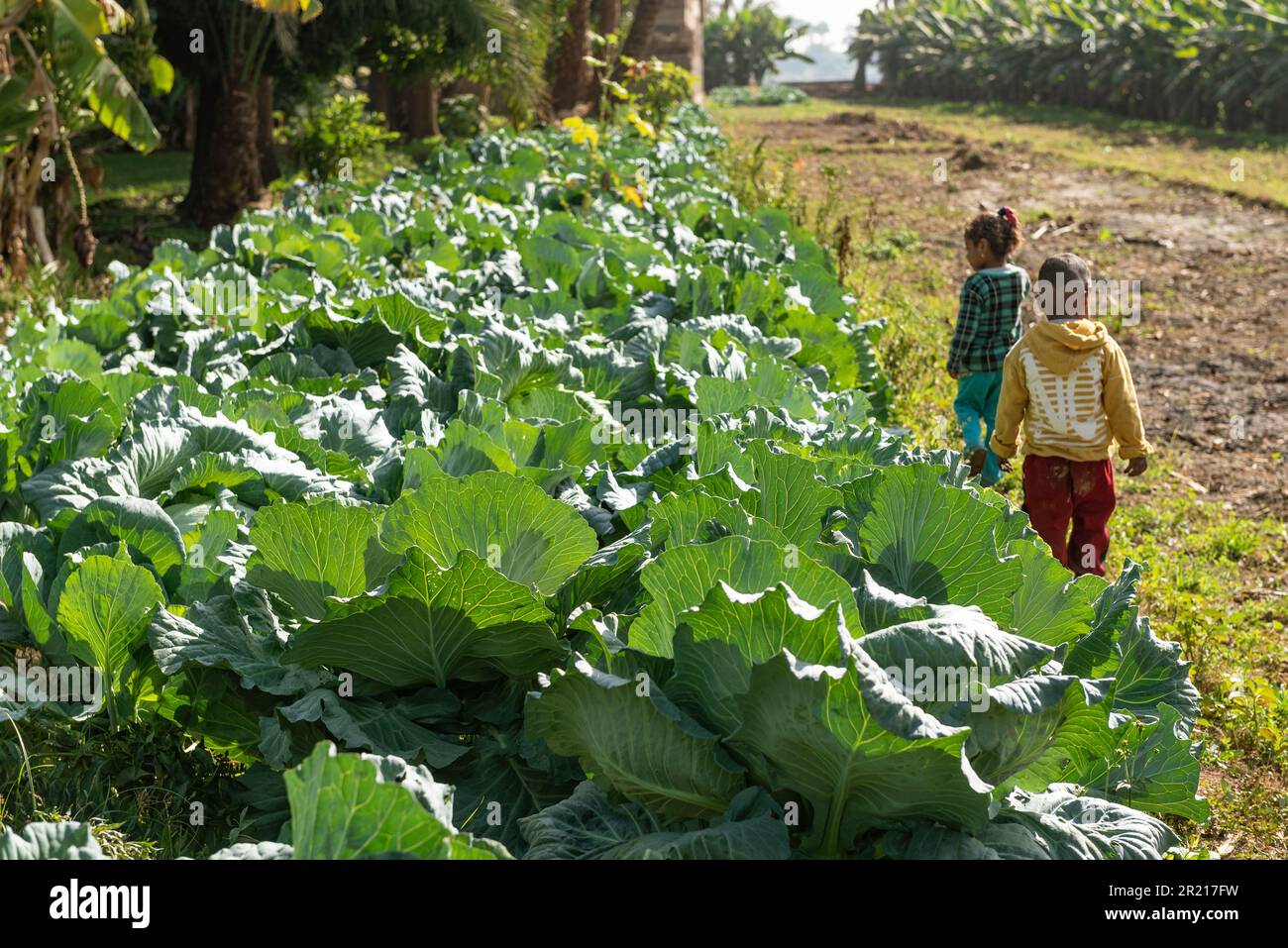 Cabbages growing on a small holding farm beside the River Nile in Upper ...