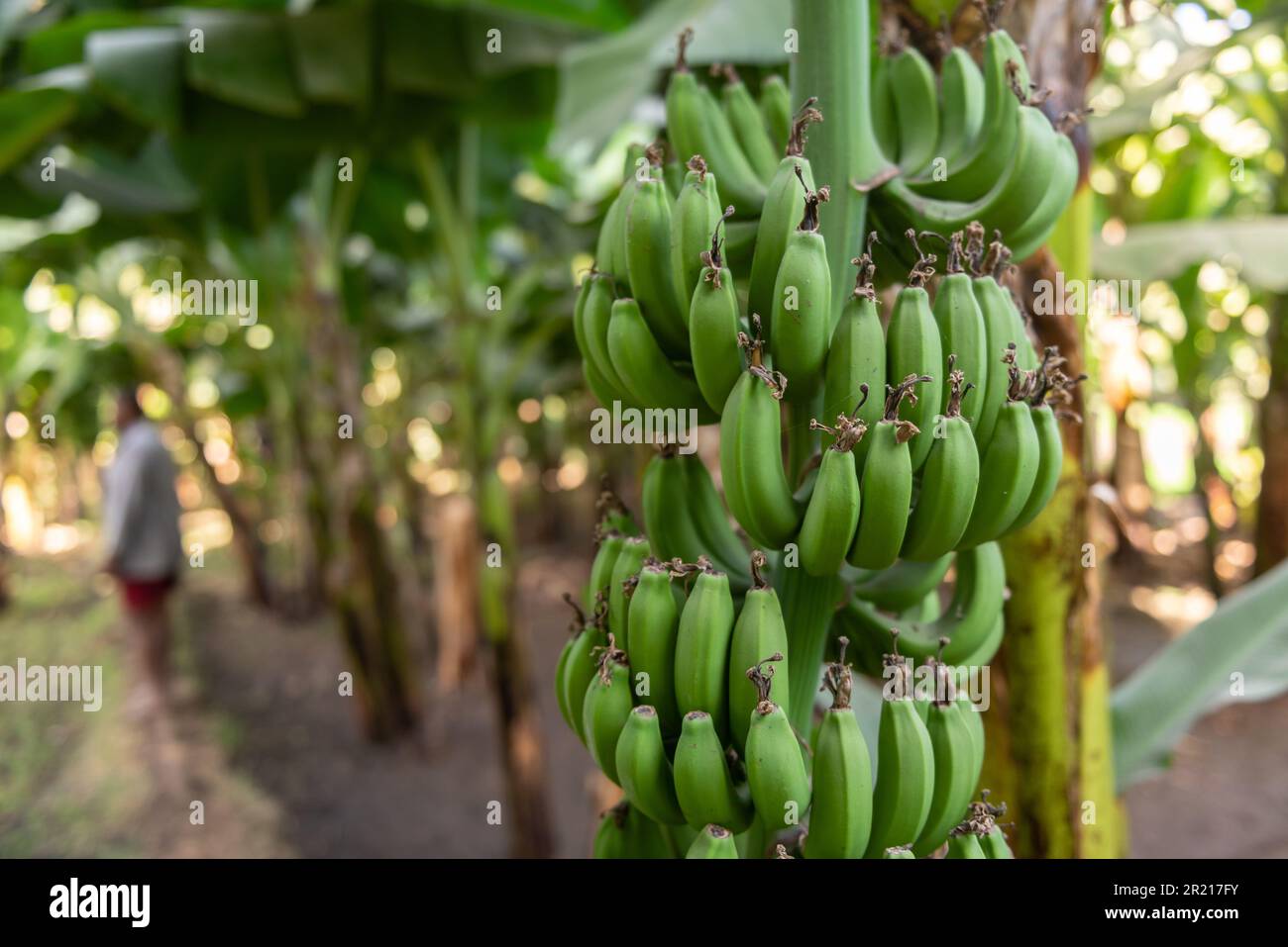 Green bananas growing on an Egyptian Nile side village in Upper Egypt ...