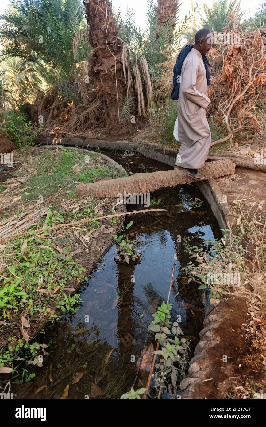 A Nubian man crossing a palm tree log bridge over an irrigation channel ...