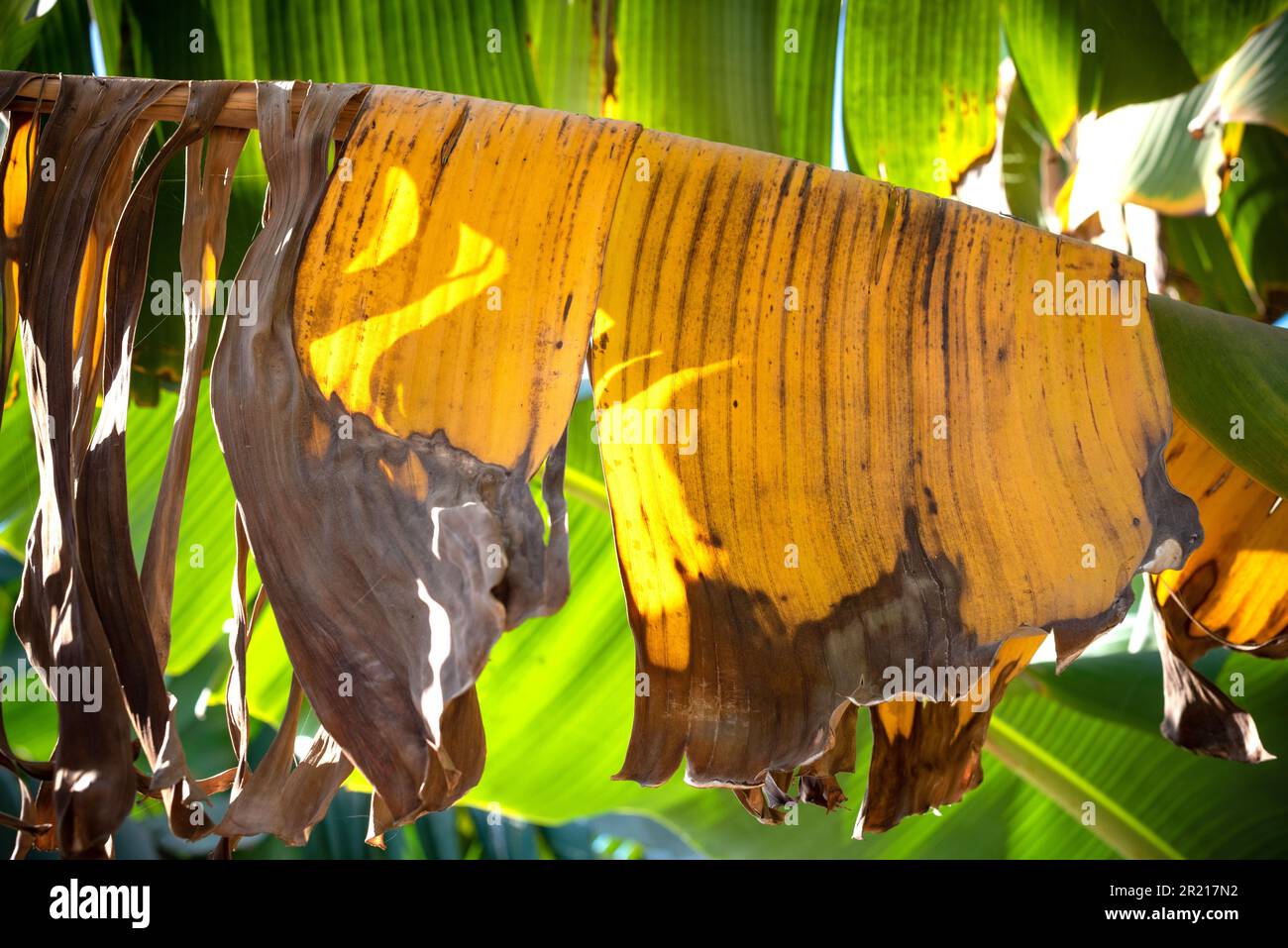 Yellow dead leaves of a banana plant, water intensive crops growing in ...