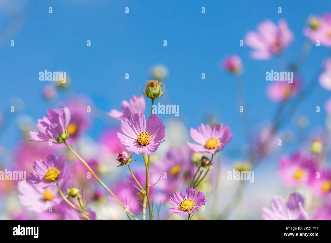 Pink Cosmos flowers blooming in the sunshine close-up of flowers with ...