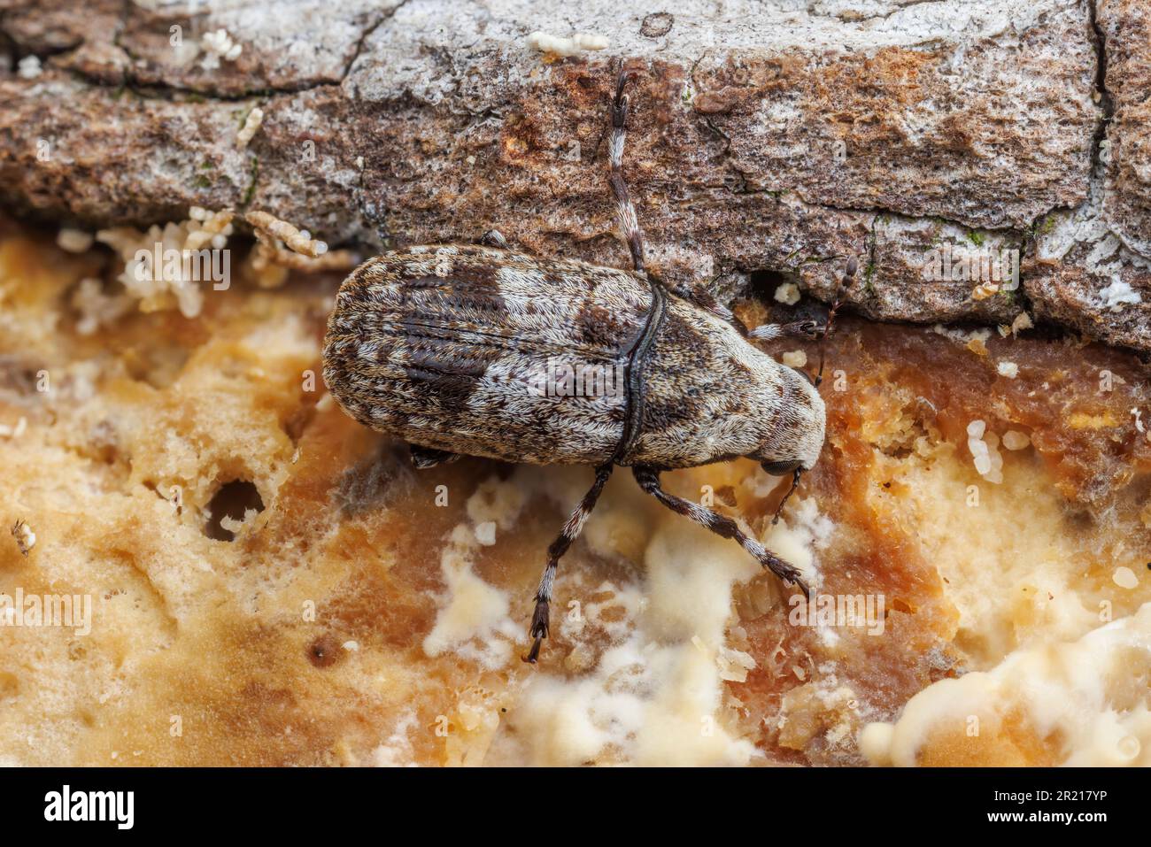 Marbled Fungus Weevil (Euparius marmoreus Stock Photo - Alamy