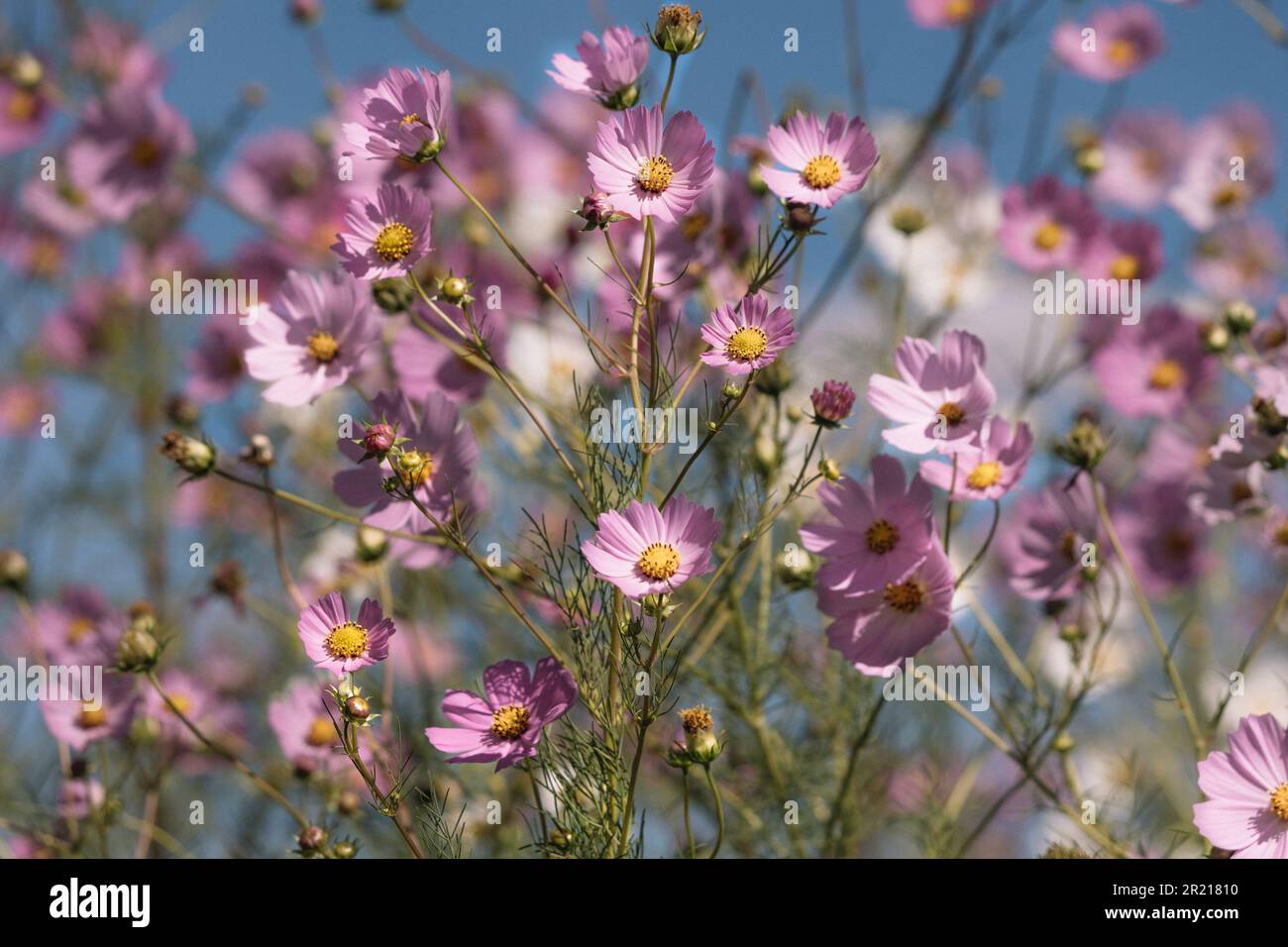 White and pink Cosmos flower bush blooming in the sunlight with moody ...