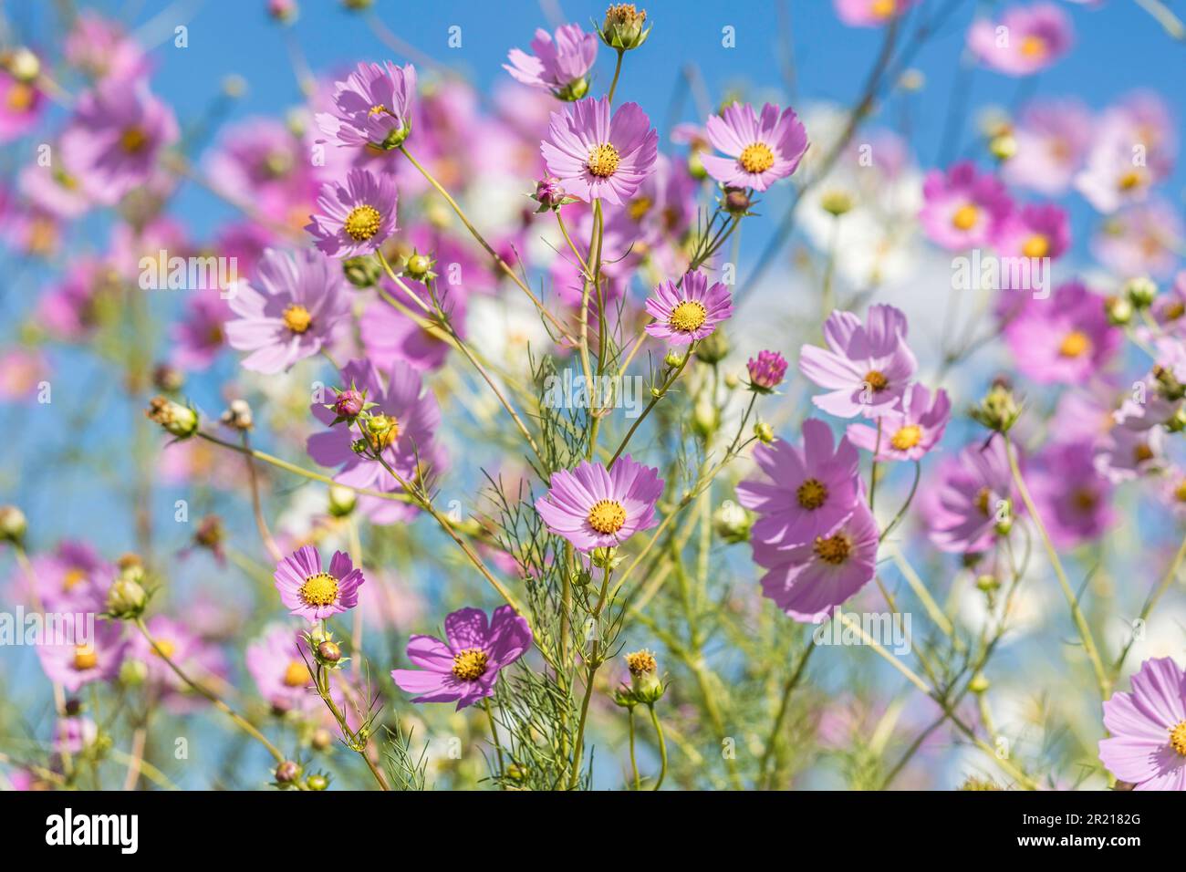 Pink Cosmos wildflowers blooming in the field growing in the sunshine ...