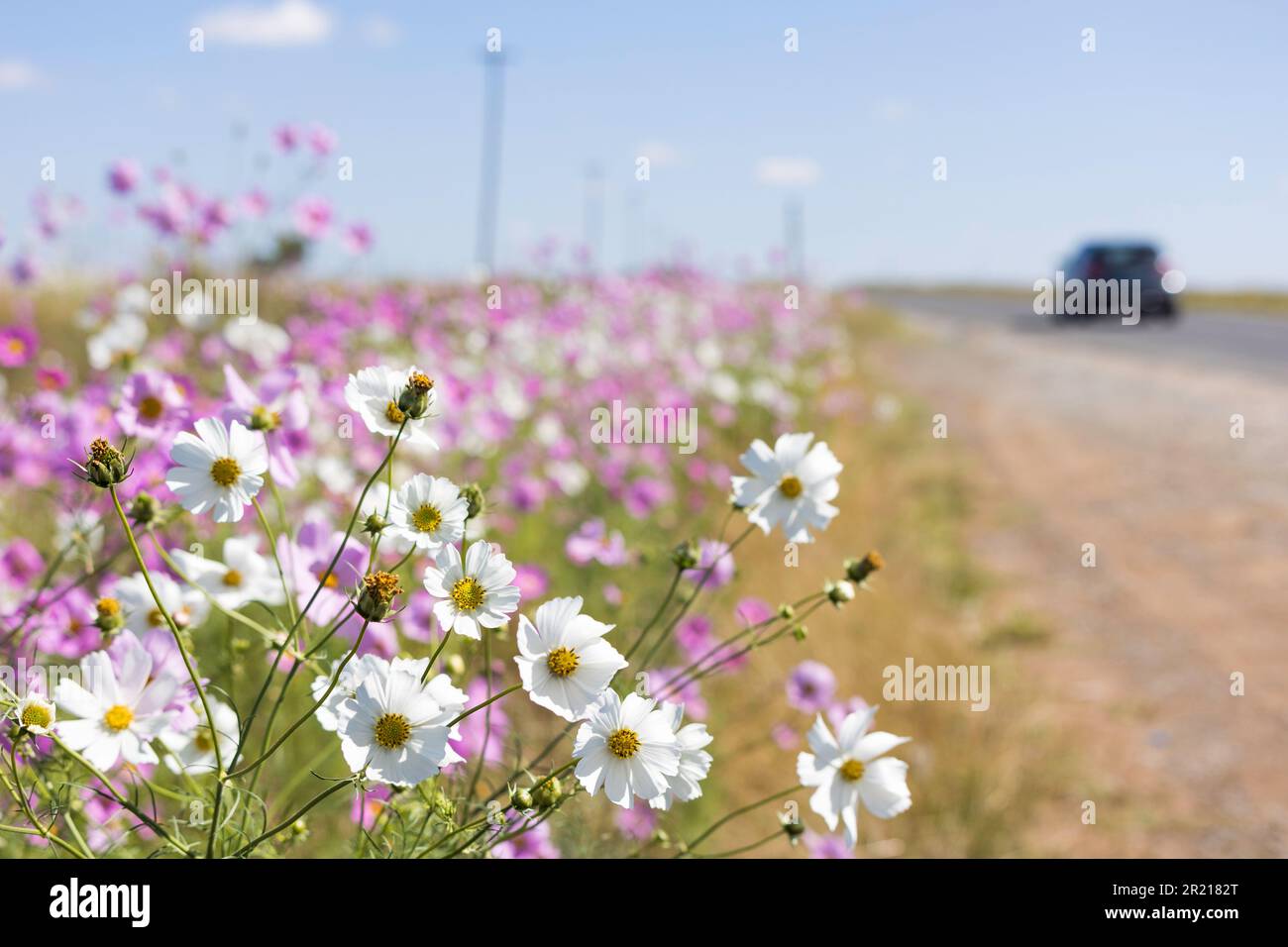 White and pink Cosmos flowers blooming in the sunshine next to the road ...