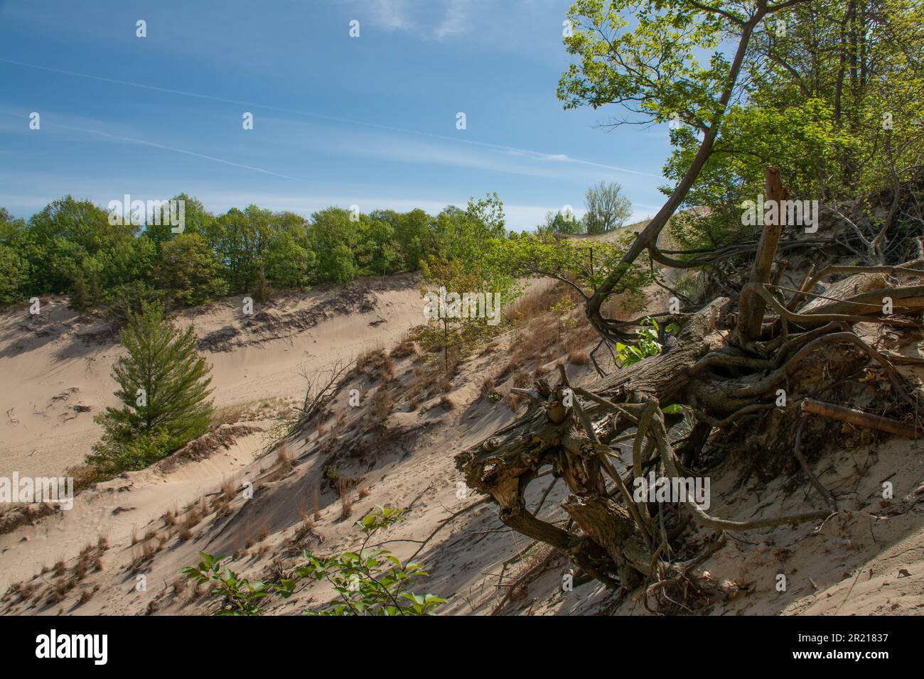 Sand dunes at Warren Dunes state Park, Michigan, USA Stock Photo - Alamy