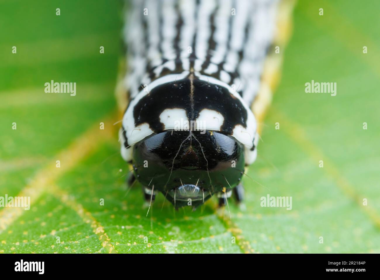 Turbulent Phosphila Moth (Phosphila turbulenta) caterpillar (larva ...