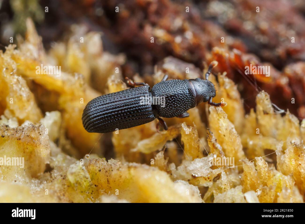 Bark Beetle (Rhyncolus discors Stock Photo - Alamy