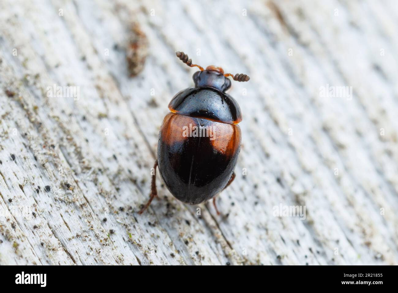 Round Fungus Beetle (Anisotoma basalis Stock Photo - Alamy