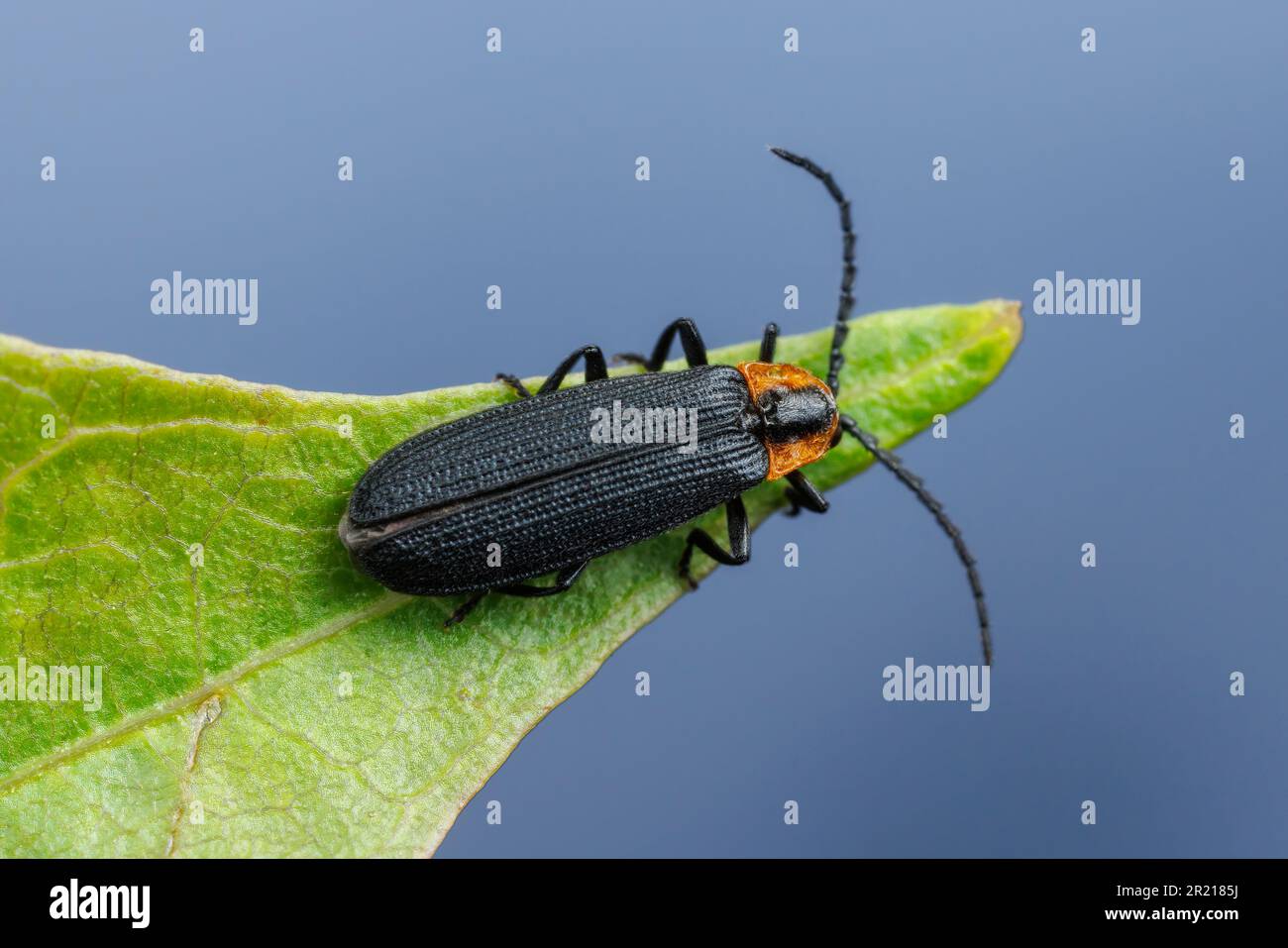 Net winged beetles hi-res stock photography and images - Alamy