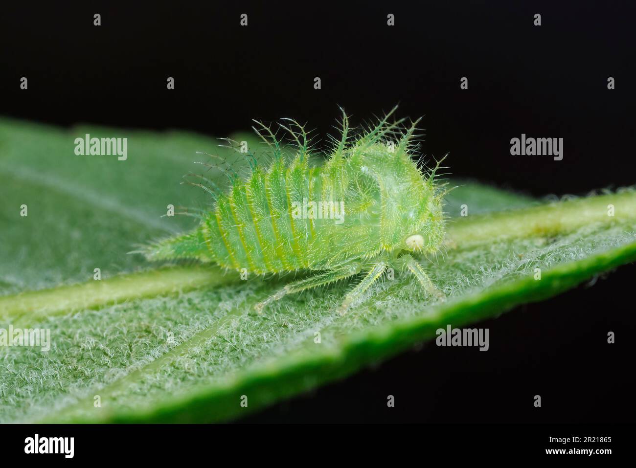 Buffalo Treehopper (Ceresini) - Nymph Stock Photo - Alamy