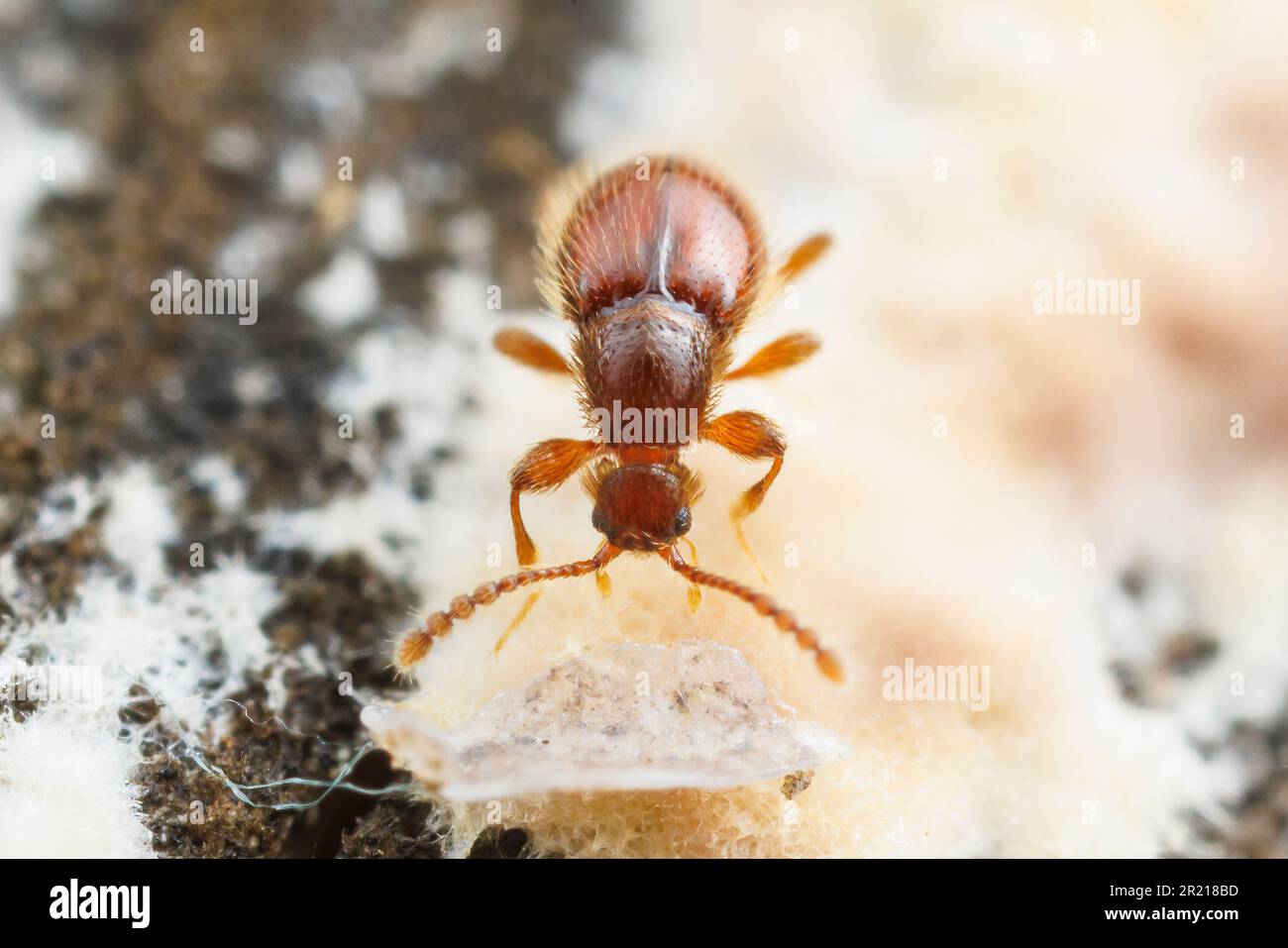 Ant-like Stone Beetle (Euconnus sp Stock Photo - Alamy