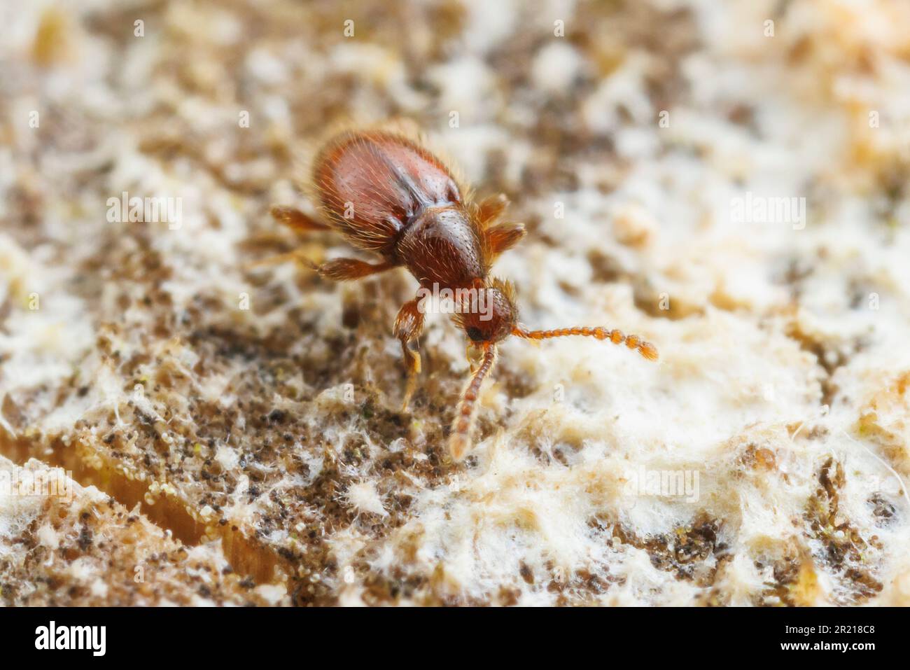 Ant-like Stone Beetle (Euconnus sp Stock Photo - Alamy