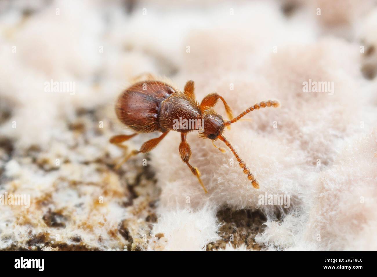 Ant-like Stone Beetle (Euconnus sp Stock Photo - Alamy