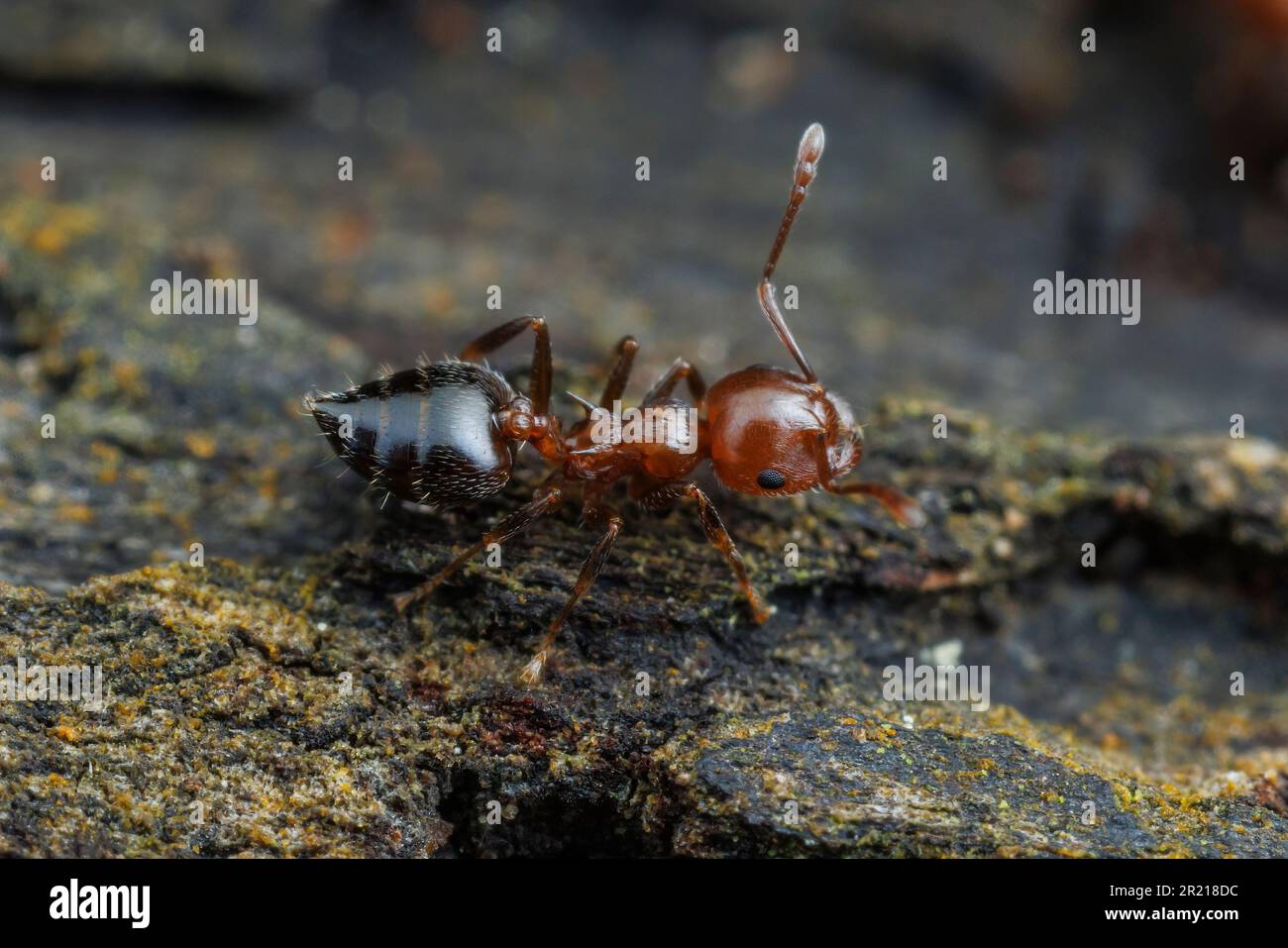 Acrobat Ant (Crematogaster laeviuscula Stock Photo - Alamy