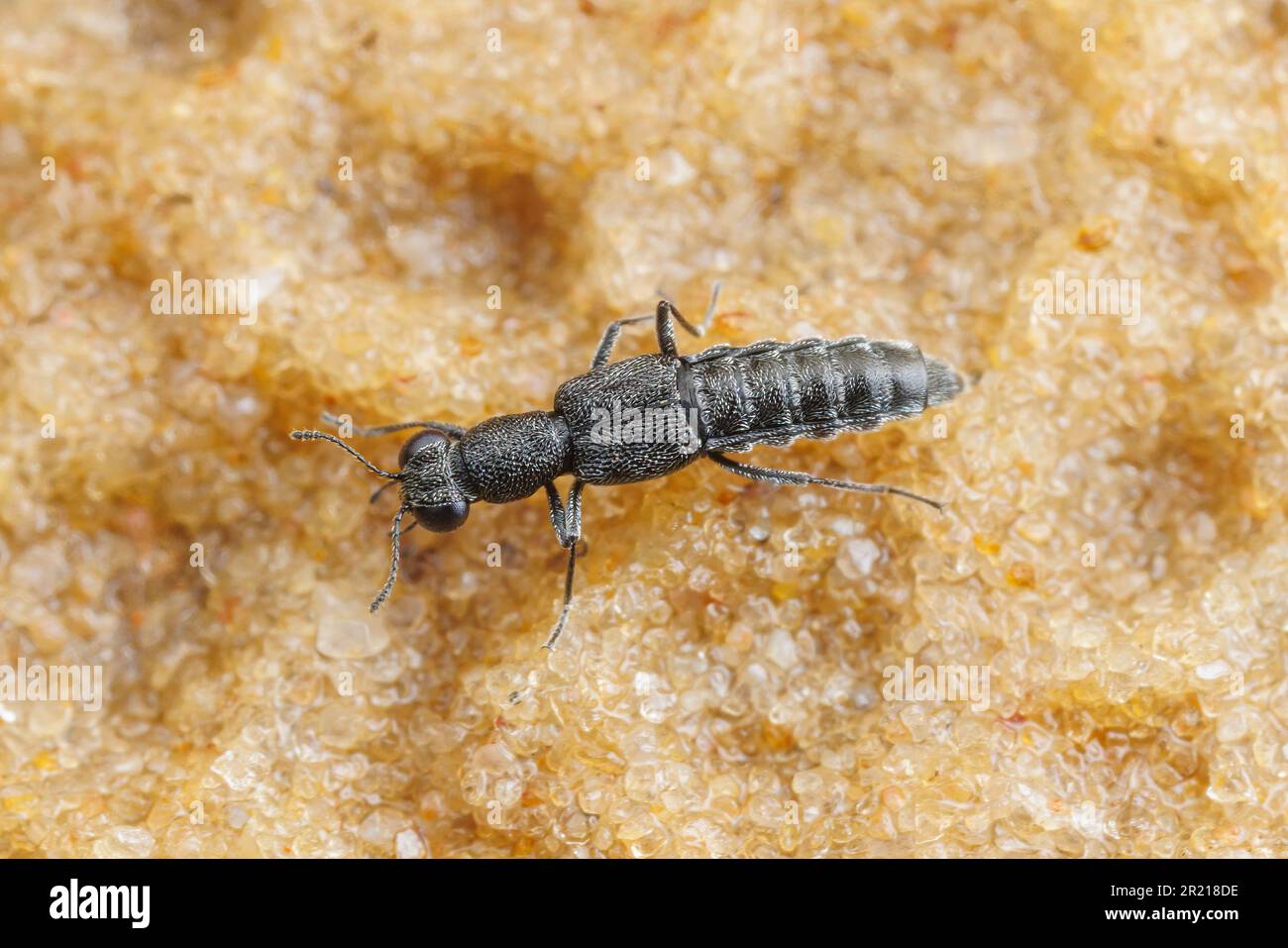 Water Skater Beetle (Stenus sp Stock Photo - Alamy