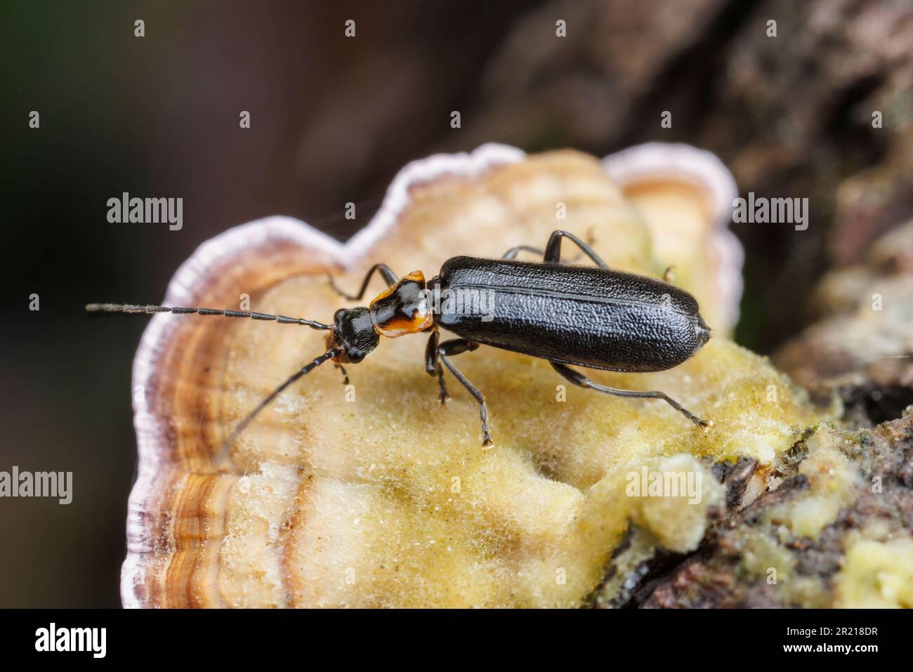 Soldier beetle beetles hi-res stock photography and images - Alamy