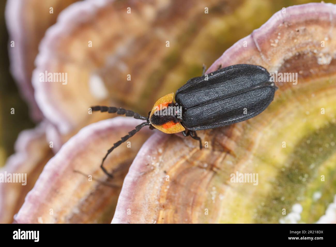Black Firefly (Lucidota atra Stock Photo - Alamy