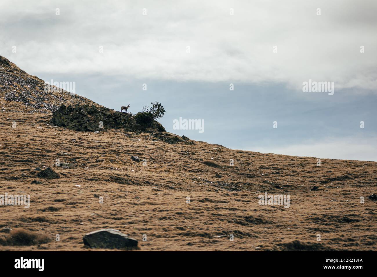 Exotic side view of the Pyrenean mountain slopes and the Pyrenean goat ...