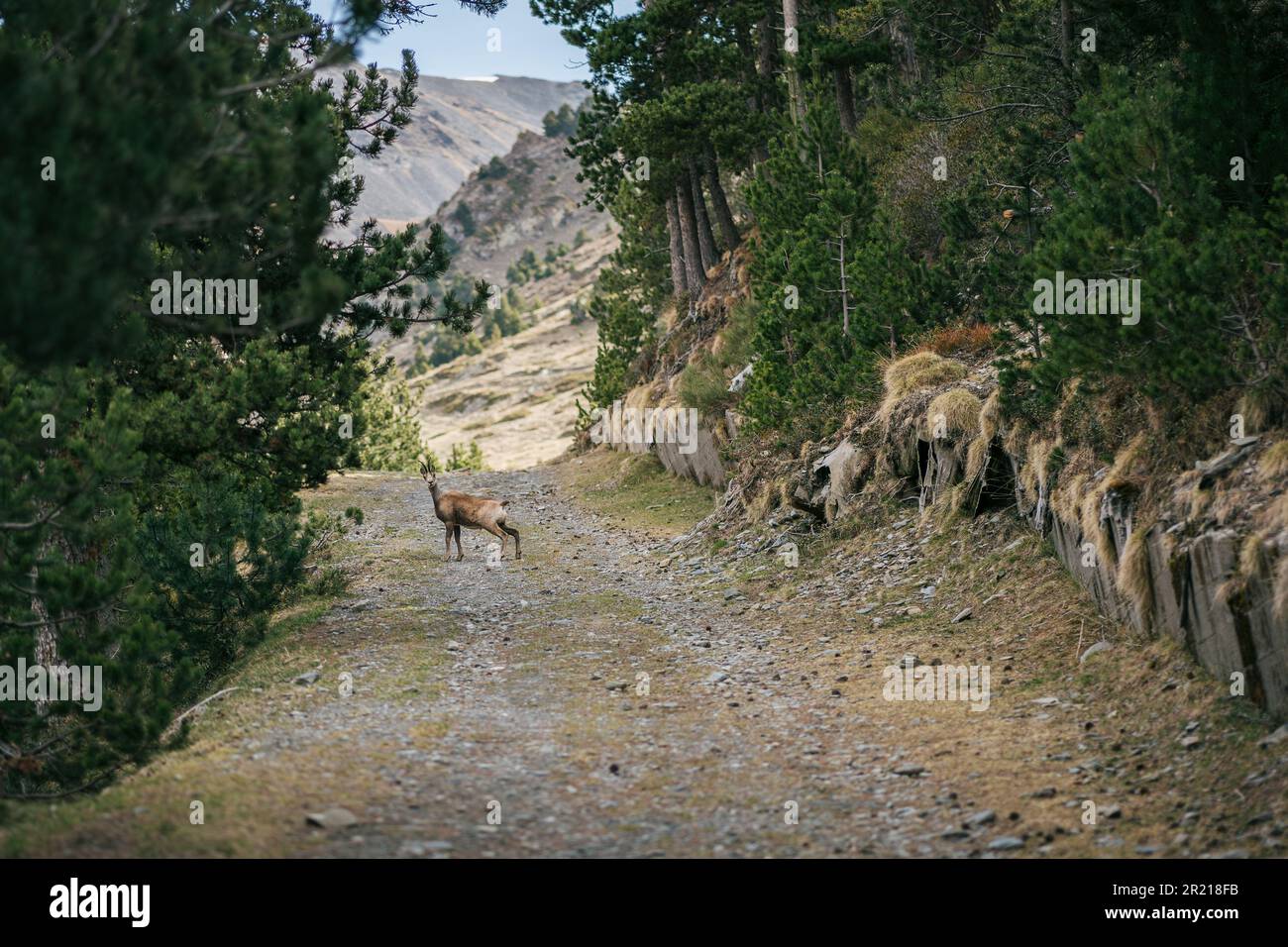 Scenic view of the Pyrenean trails with amazing nature and landscapes ...