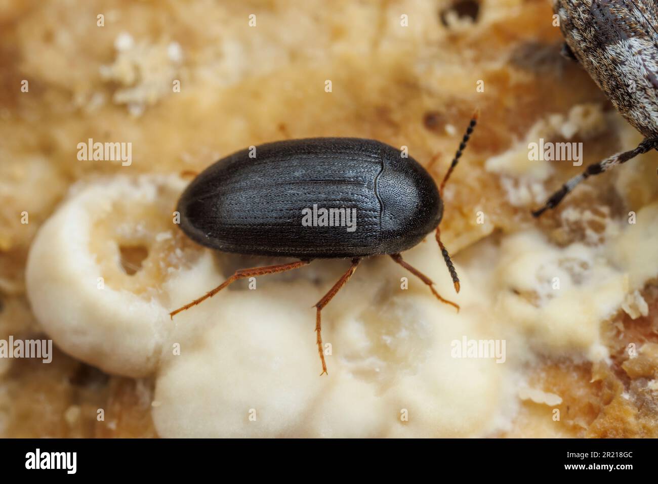 Polypore Fungus Beetle (Eustrophopsis bicolor Stock Photo - Alamy