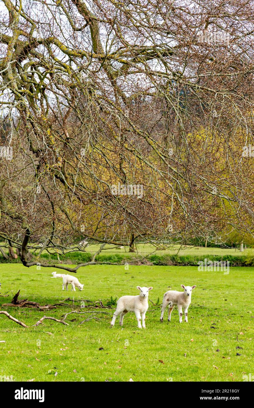 Godmersham park england hi-res stock photography and images - Alamy