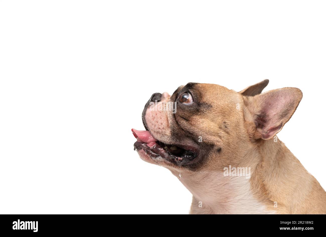 Are Bulldogs Droolers