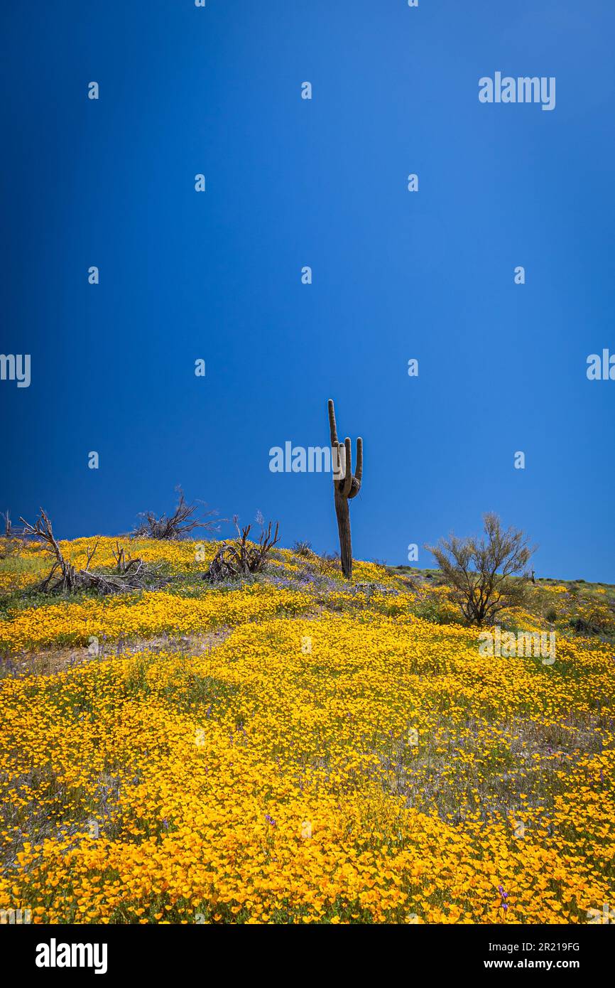 A saguaro cactus in a field of Mexican poppies on a bright sunny spring ...