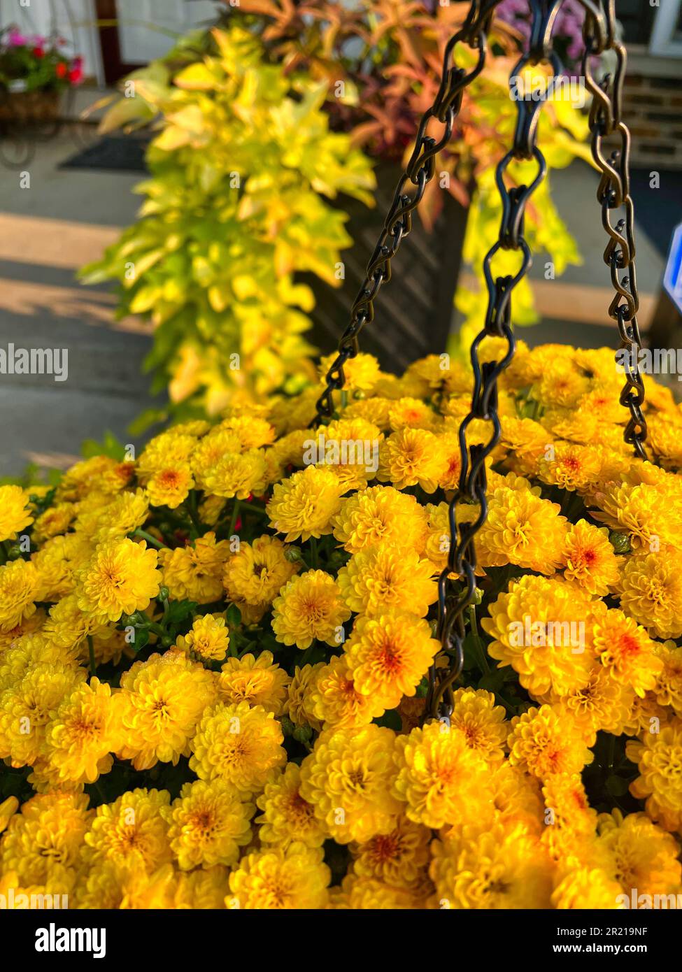 Yellow Football Mums