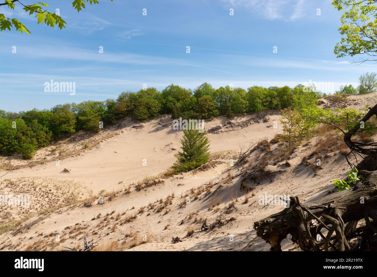 Sand dunes and Spring landscape on a sunny morning. Warren Dunes State ...